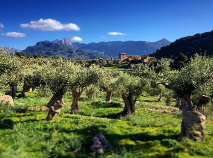 Olive Harvest in Mallorca | Award winning Olive Oil | Majorca Oils